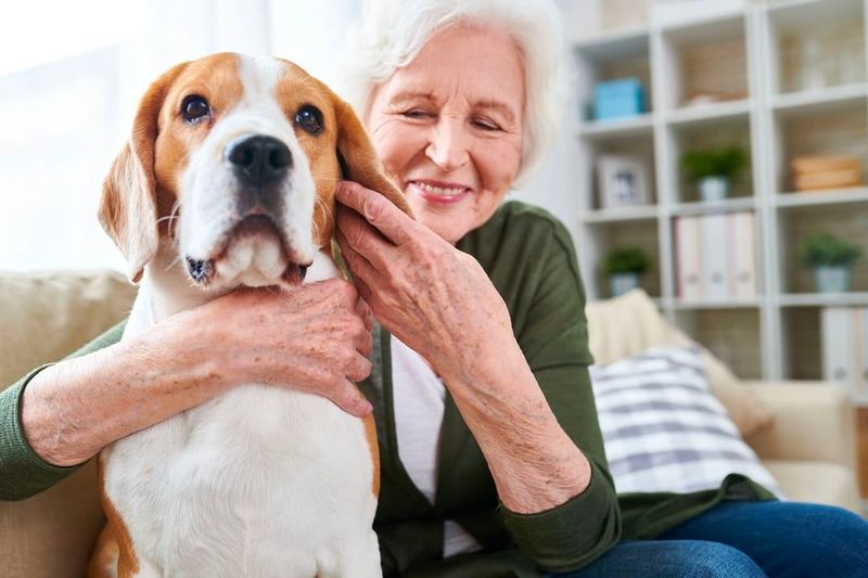 The Complete Guide To Emotional Support Animal Laws Psychiatric the-complete-guide-to-emotional-support-animal-laws-psychiatric